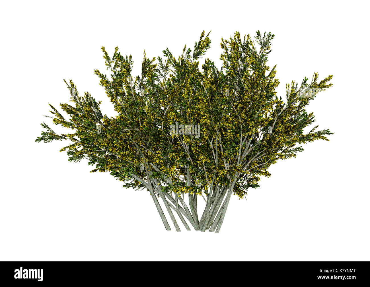 3D rendering of a creosote bush or Larrea tridentata or greasewood or ...