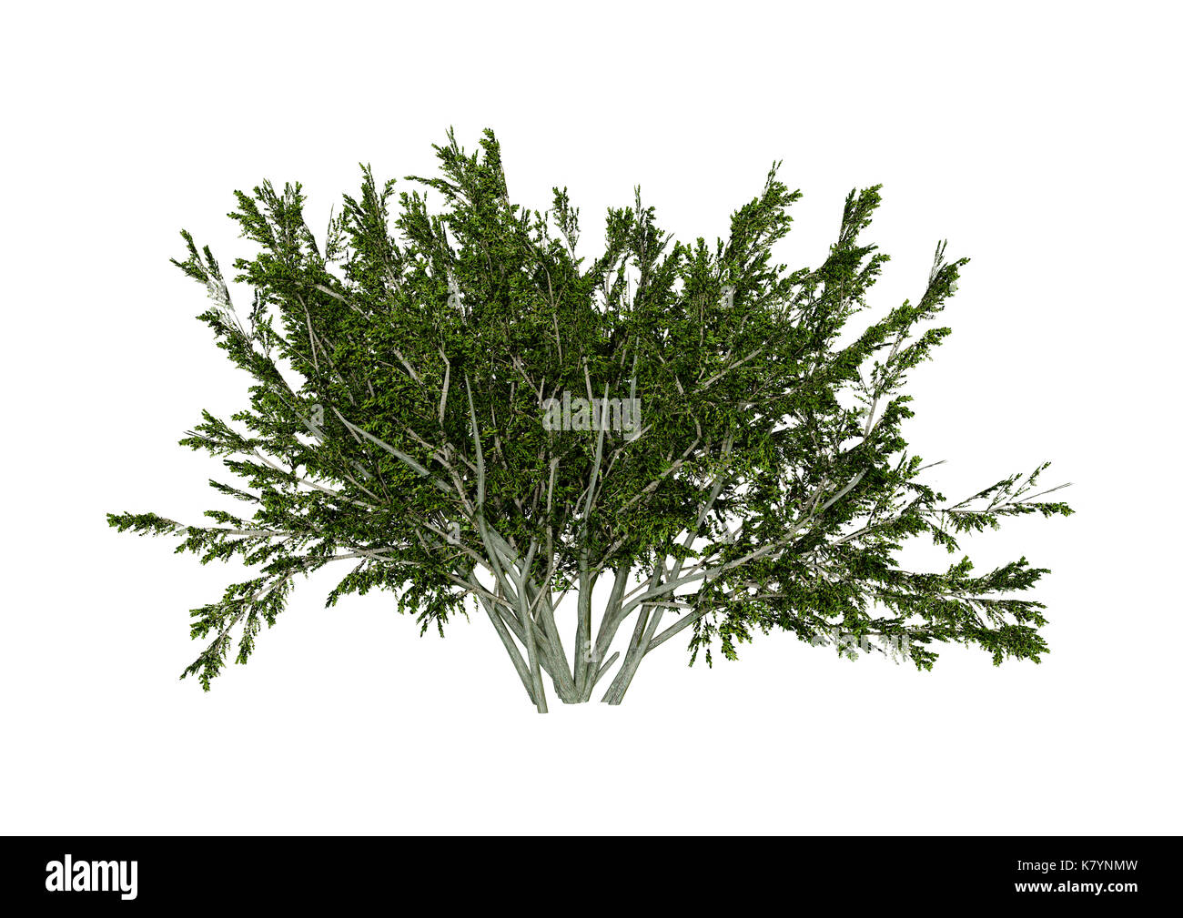 3D rendering of a creosote bush or Larrea tridentata or greasewood or ...