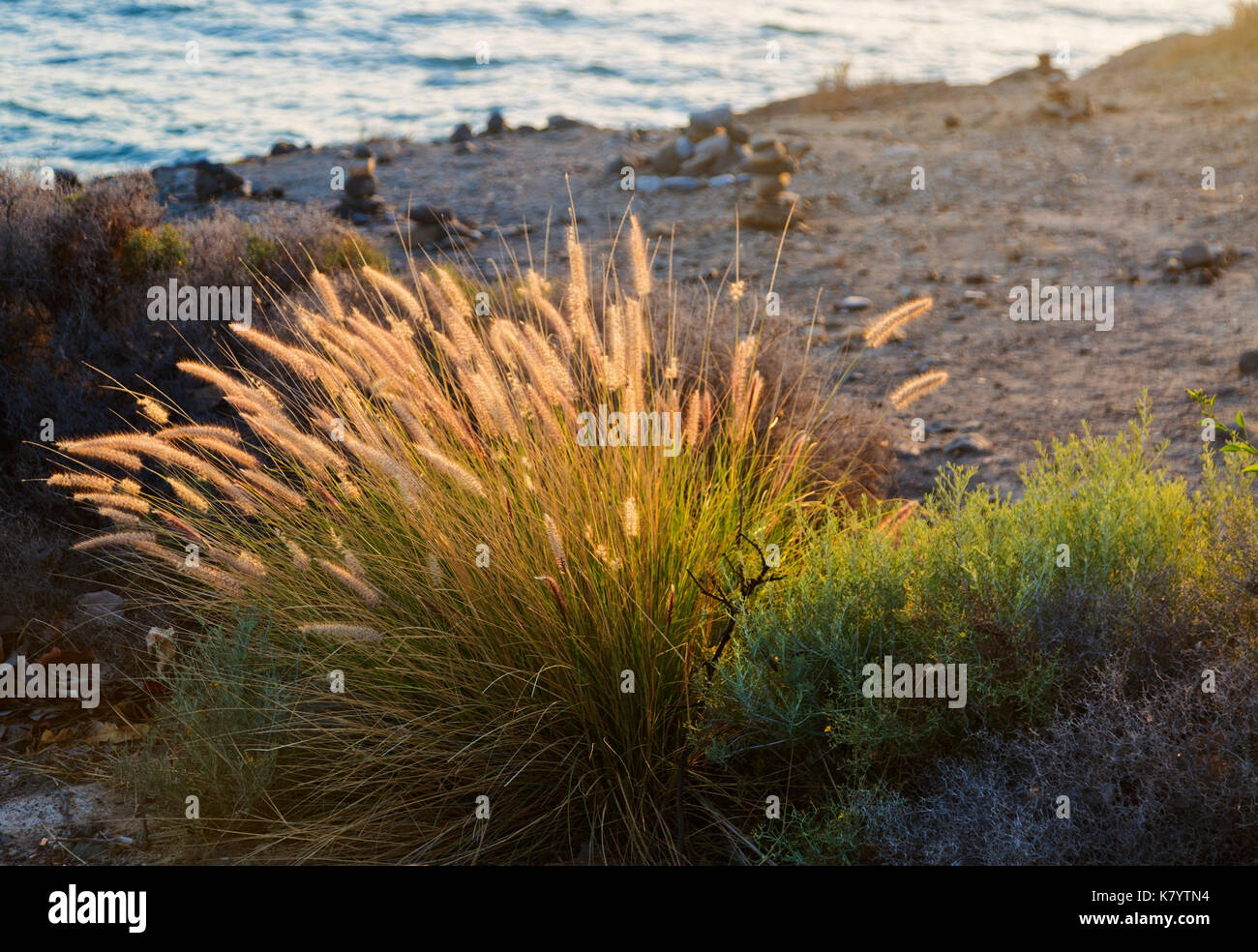 Grass in sun light. Summer nature background Stock Photo - Alamy