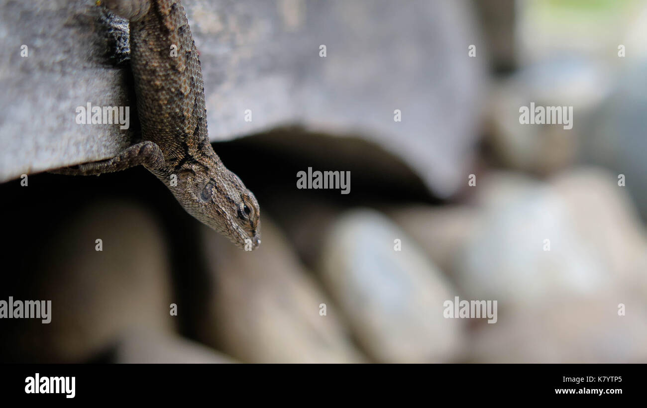 Bridge lizard hi-res stock photography and images - Alamy