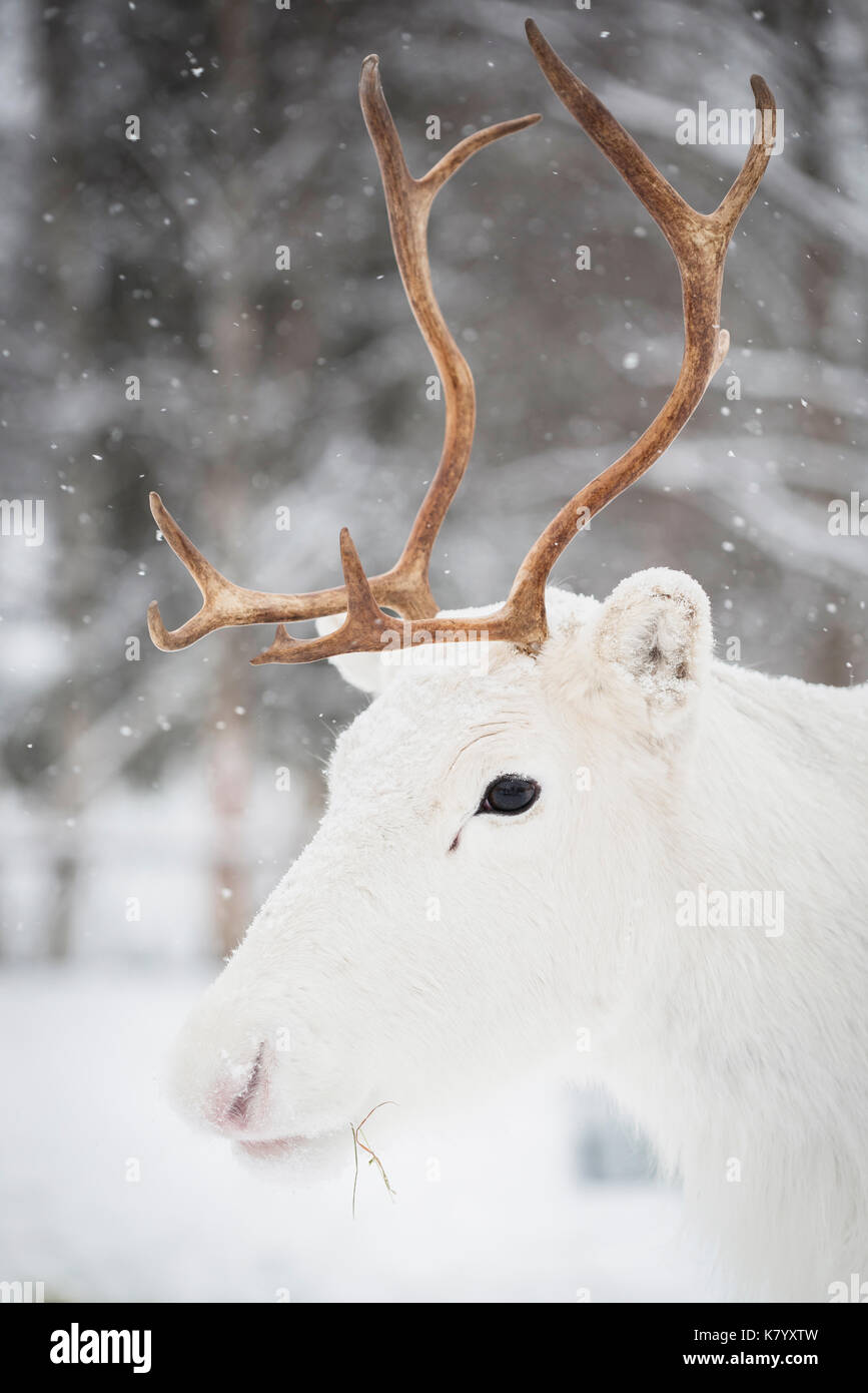 Reindeer side profile hi-res stock photography and images - Alamy