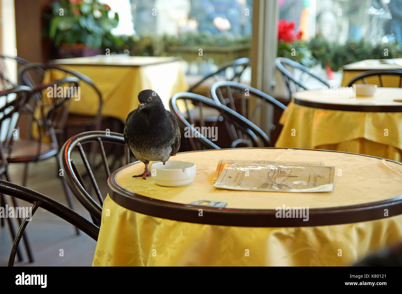 Pigeon on a restaurant table hi-res stock photography and images - Alamy