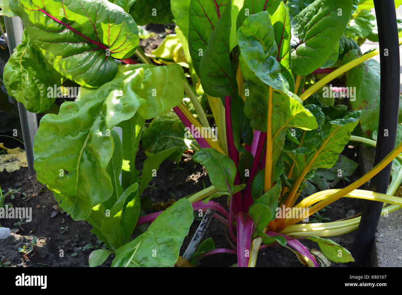 Swiss chard in the garden Stock Photo - Alamy
