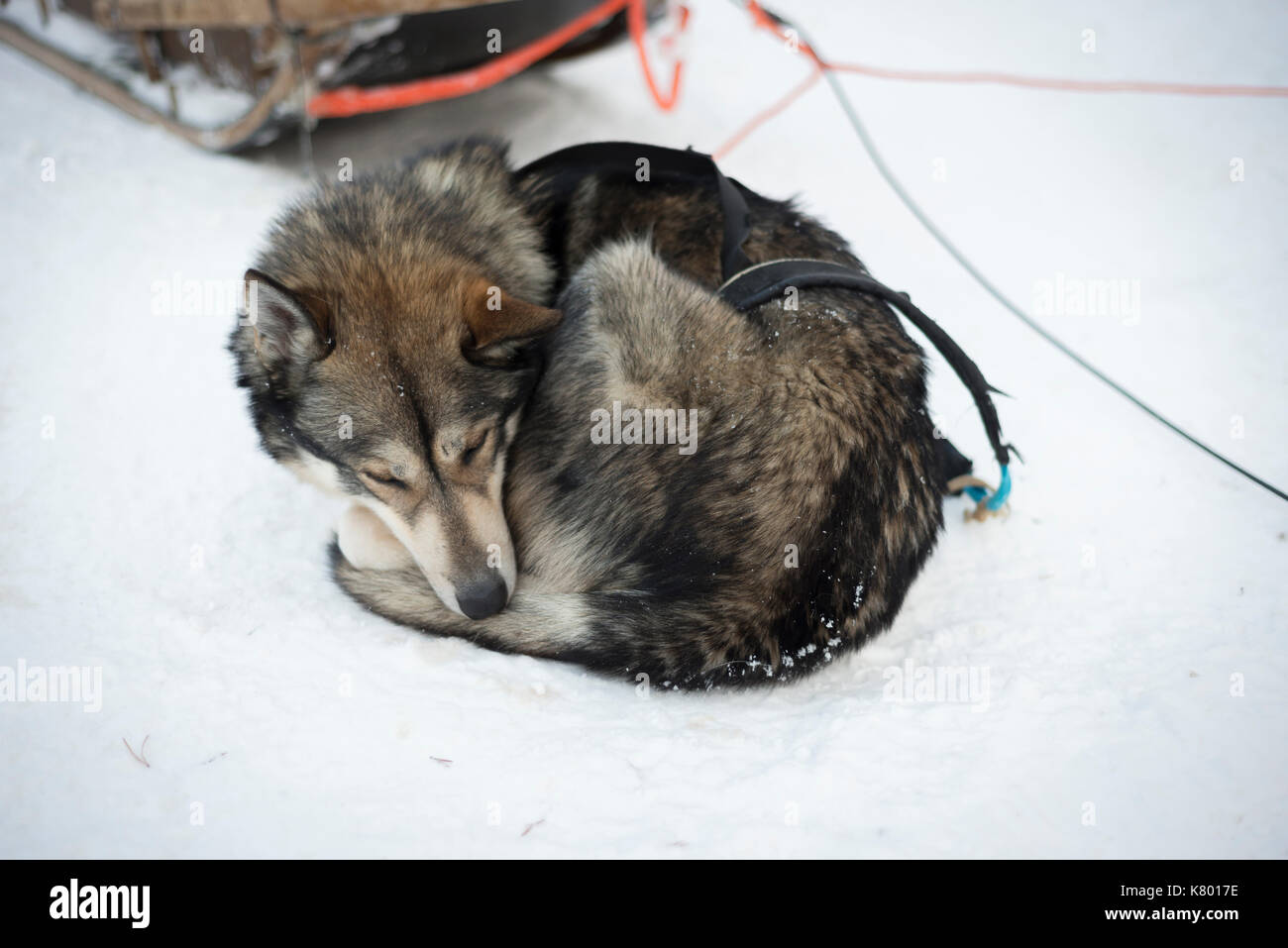 Husky Dog taking a break, Lapland, Finland Stock Photo - Alamy