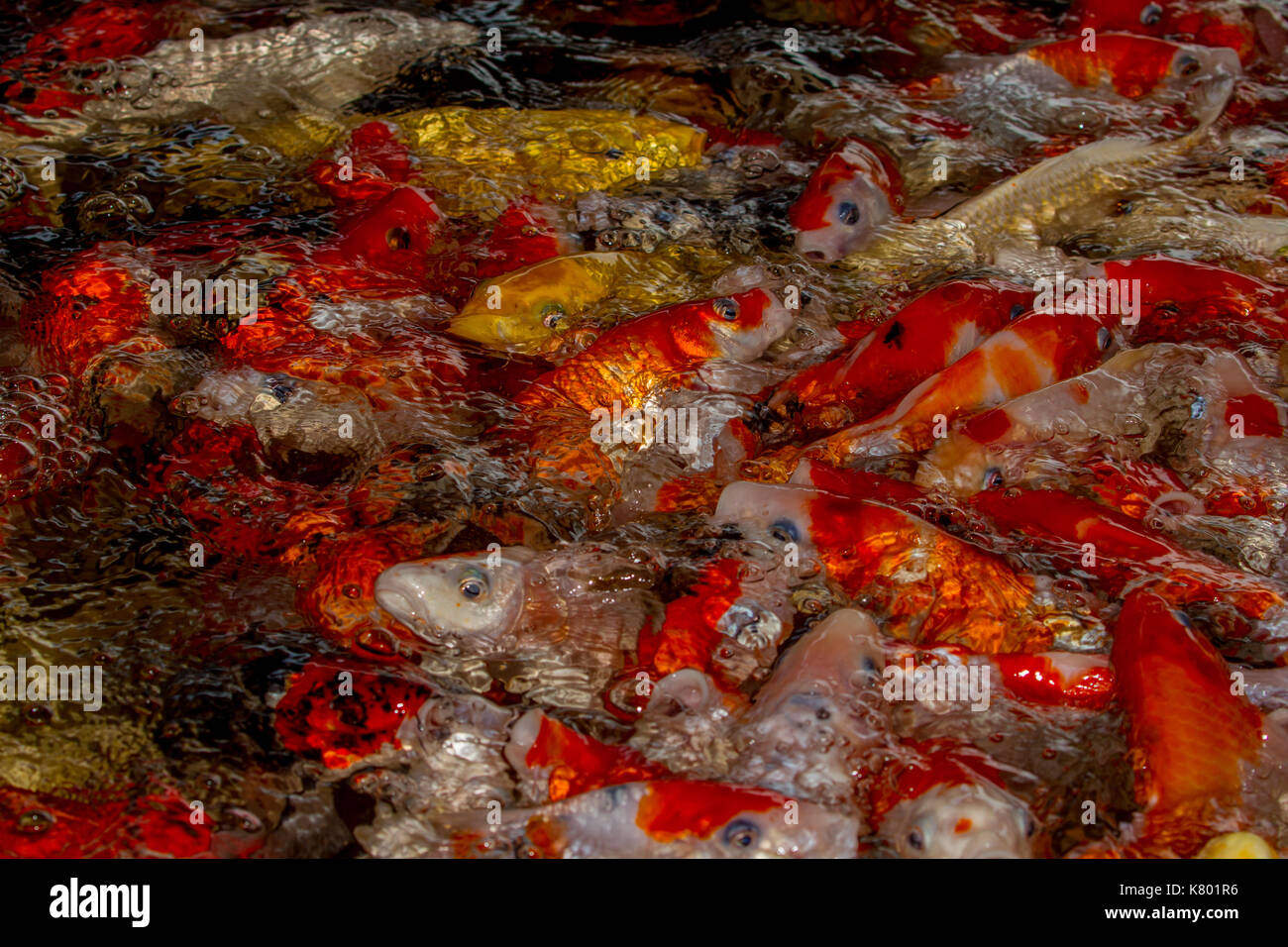Under wave hi-res stock photography and images - Alamy
