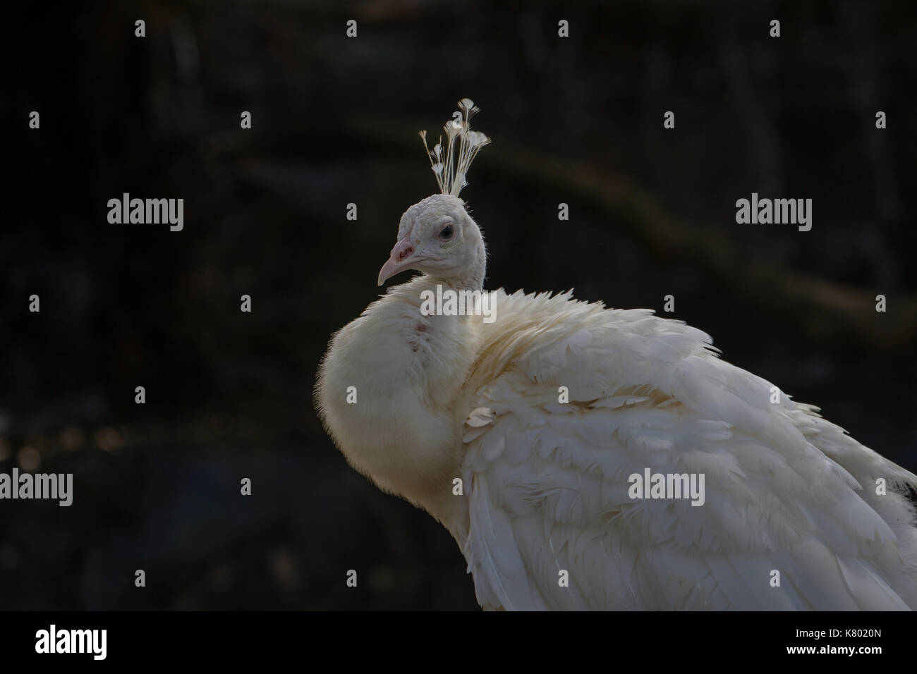 All white peacock hi-res stock photography and images - Alamy