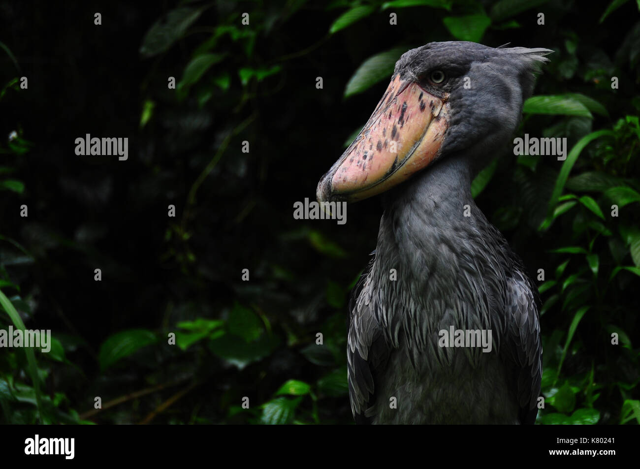 Very ugly bird hi-res stock photography and images - Alamy