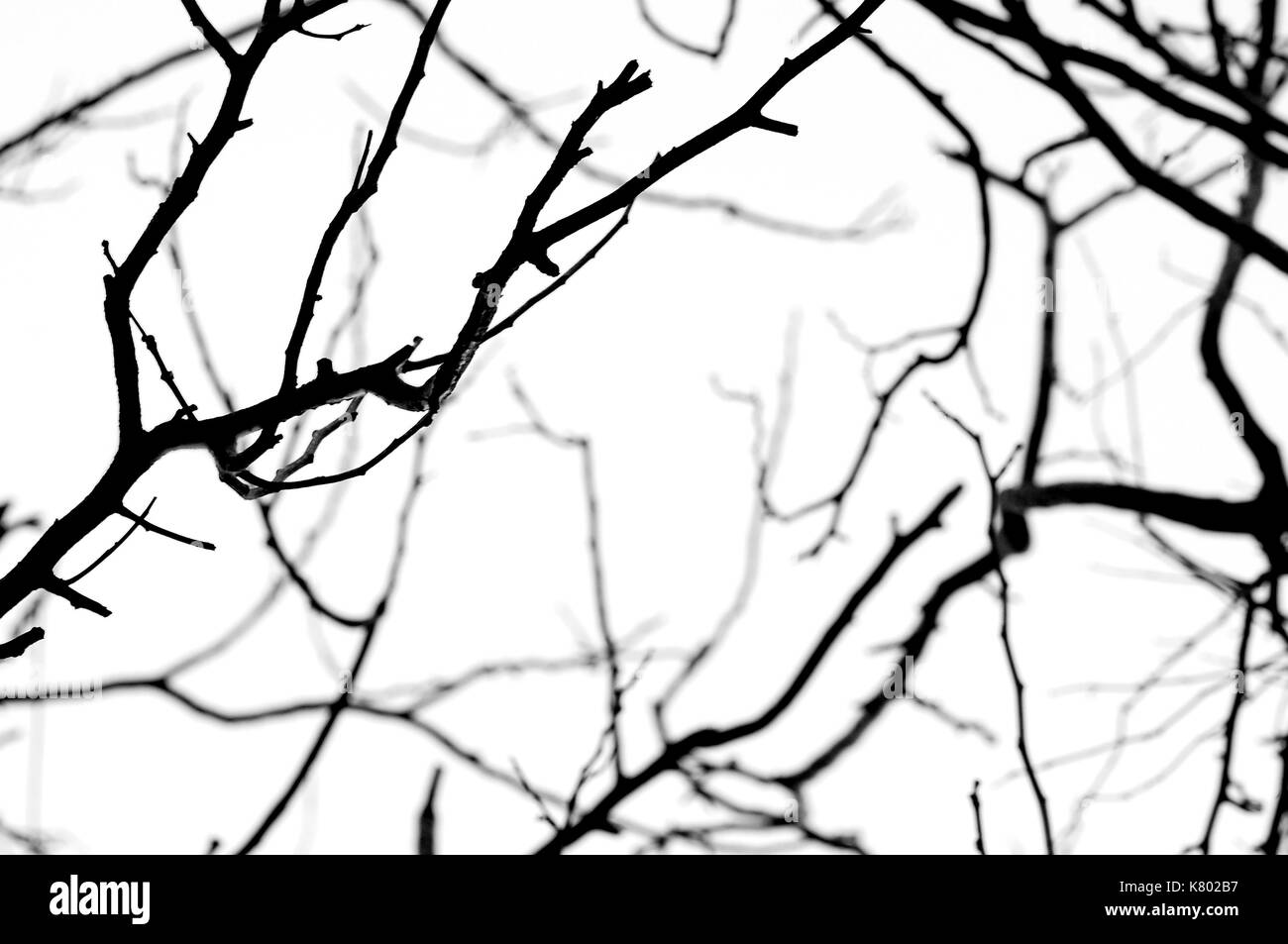 Abstract isolate black and white of dried tree Stock Photo - Alamy