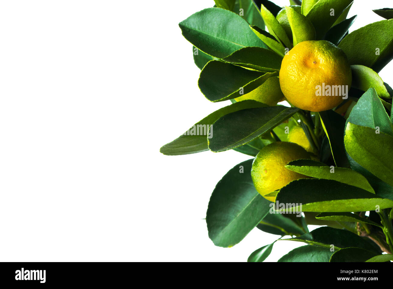Tangerine tree branch isolated on white background Stock Photo - Alamy