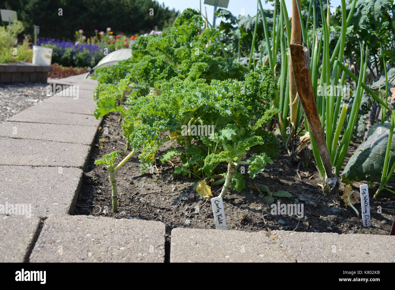 Kale in the garden Stock Photo - Alamy