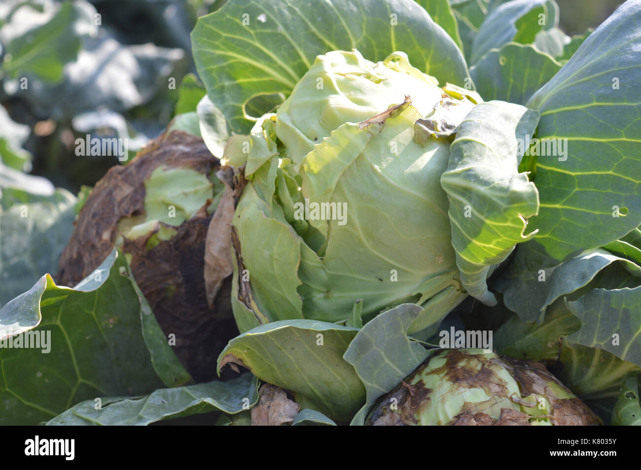 Cabbage in the garden Stock Photo - Alamy
