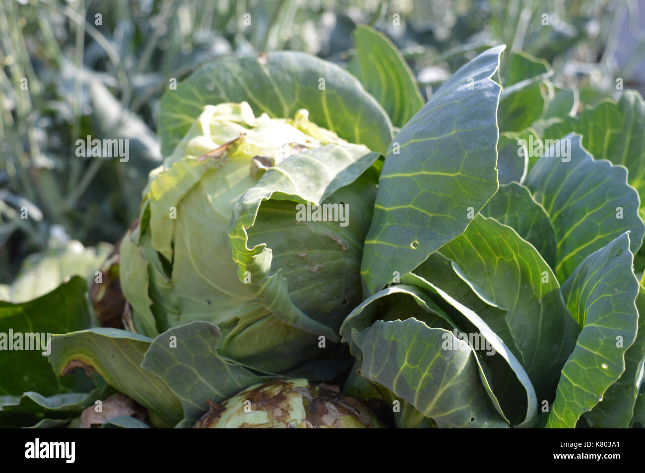 Cabbage in the garden Stock Photo - Alamy