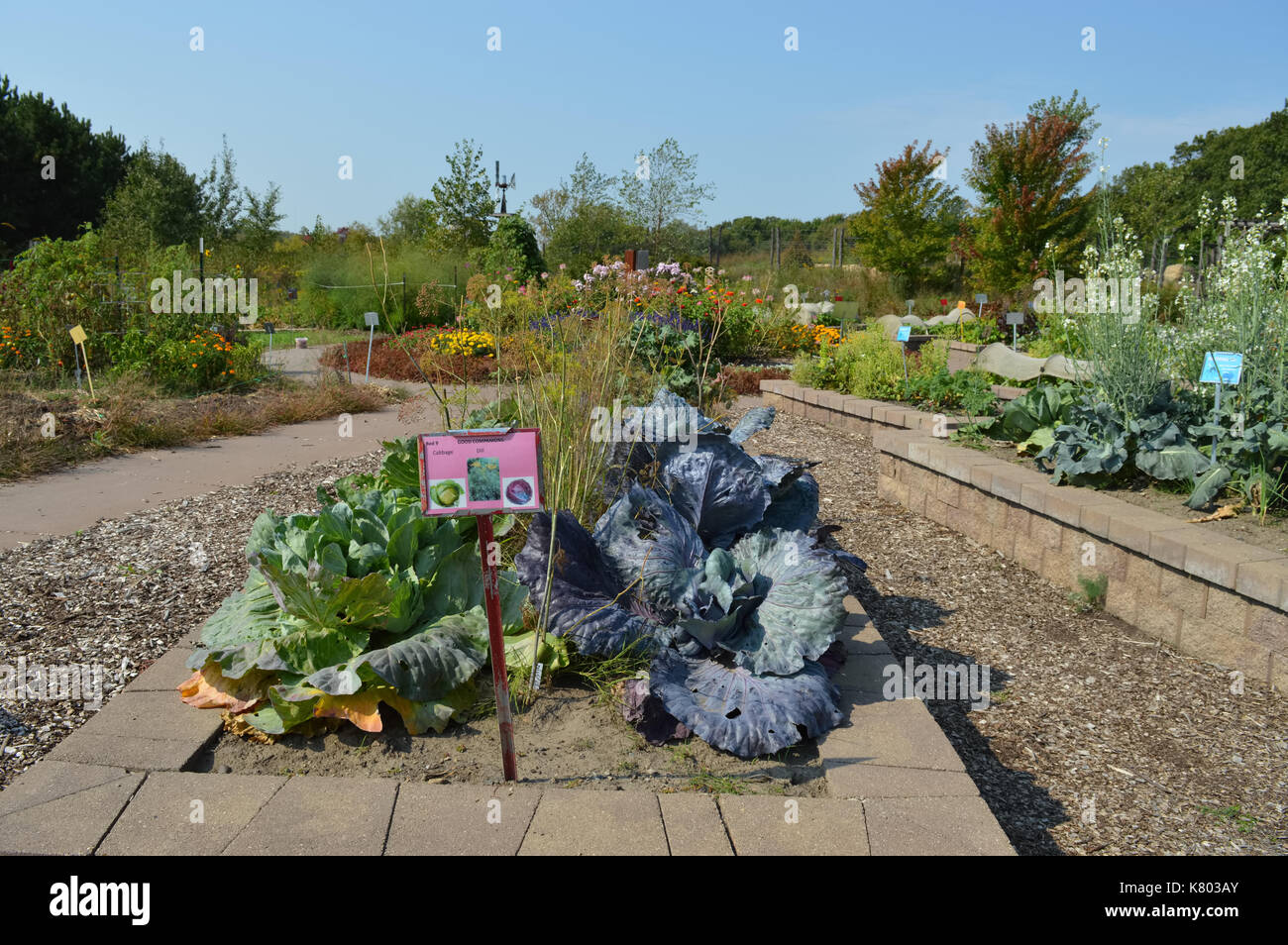Cabbage in the garden Stock Photo - Alamy