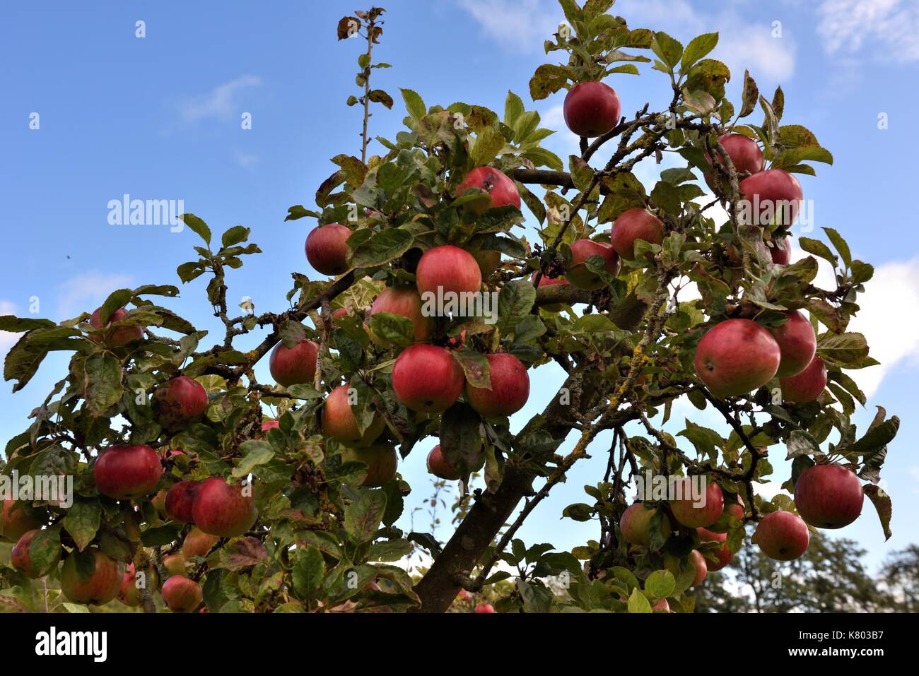 Cider orchard hi-res stock photography and images - Alamy