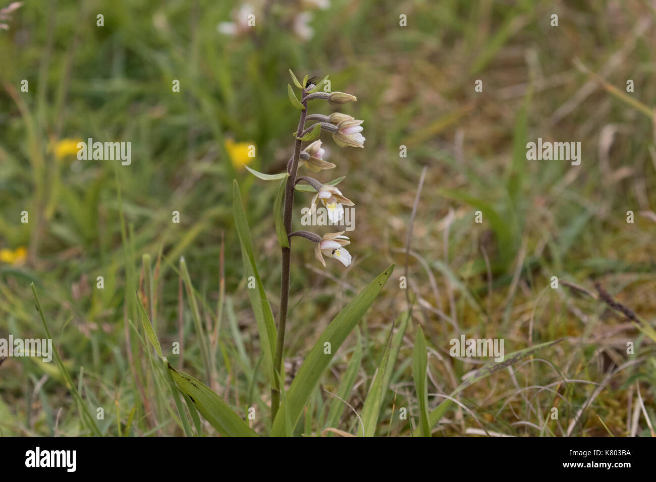 Marsh Helleborine (Epipactis palustris) growing wild in Northumberland ...