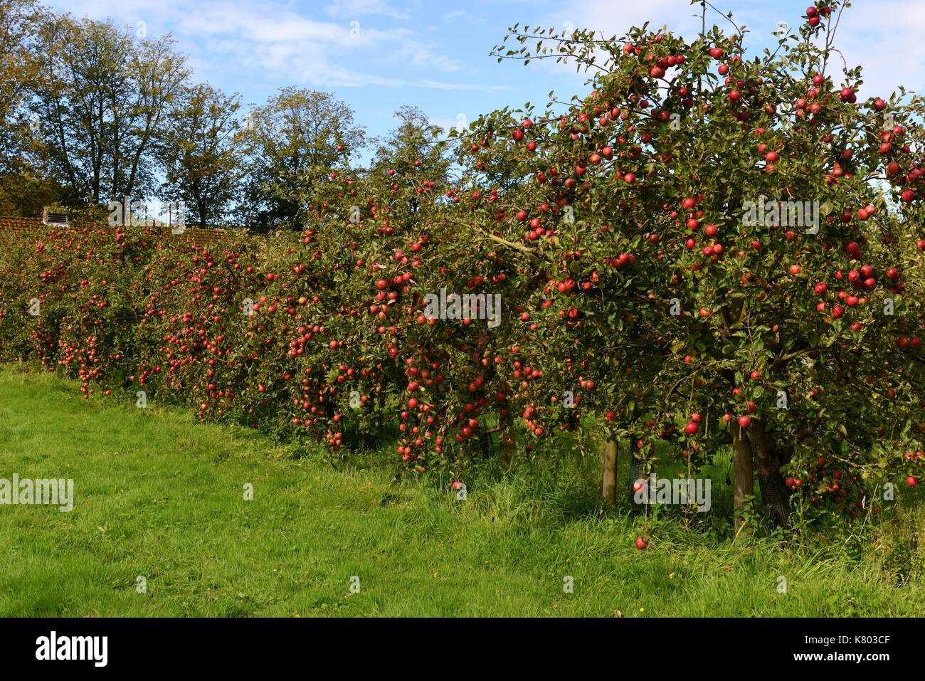 Cider orchard hi-res stock photography and images - Alamy