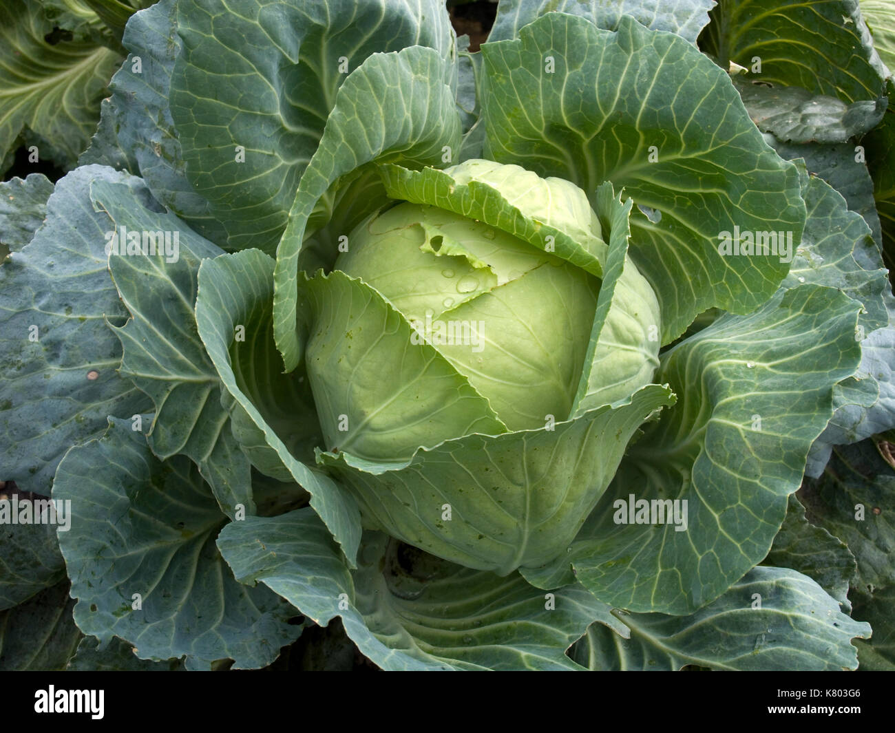 White cabbage on a vegetable patch Stock Photo - Alamy