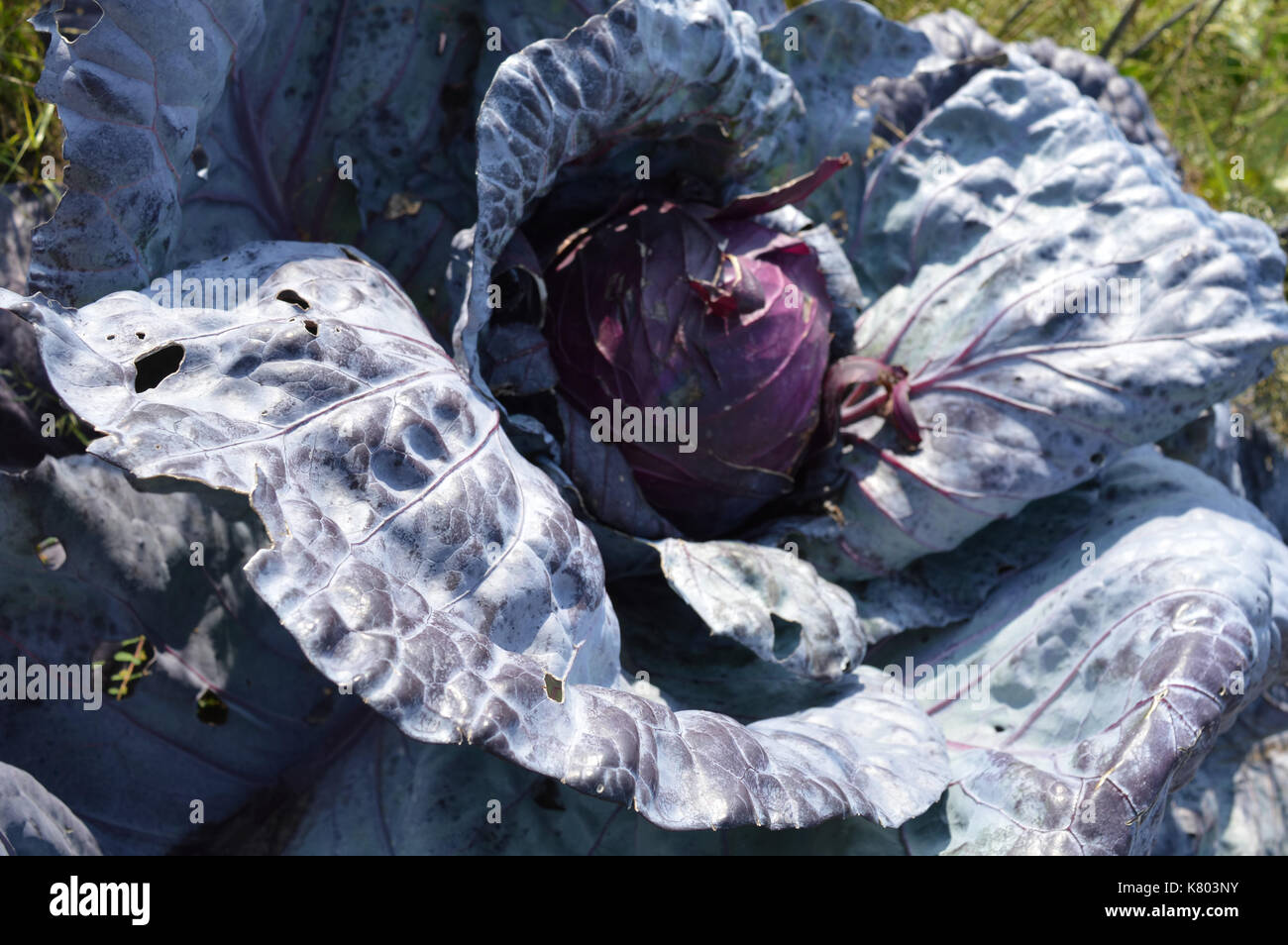 Red cabbage in the garden Stock Photo - Alamy