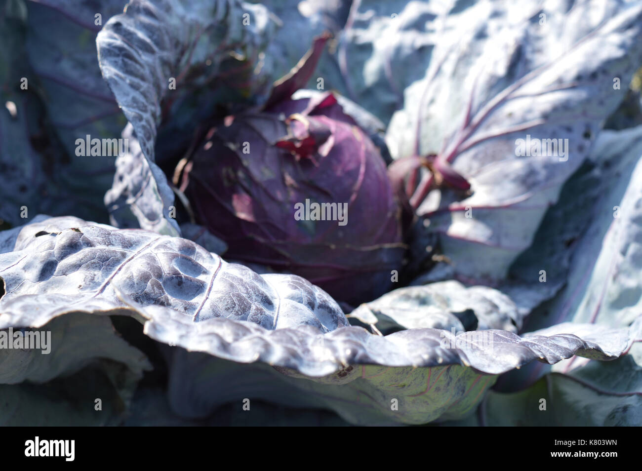 Red cabbage in the garden Stock Photo - Alamy