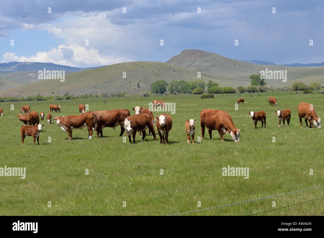 Polled hereford cattle hi-res stock photography and images - Alamy