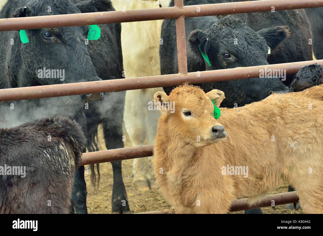 Branding cattle hi-res stock photography and images - Alamy