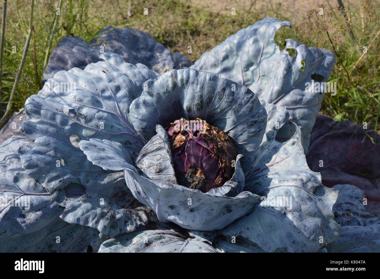 Red cabbage in the garden Stock Photo - Alamy