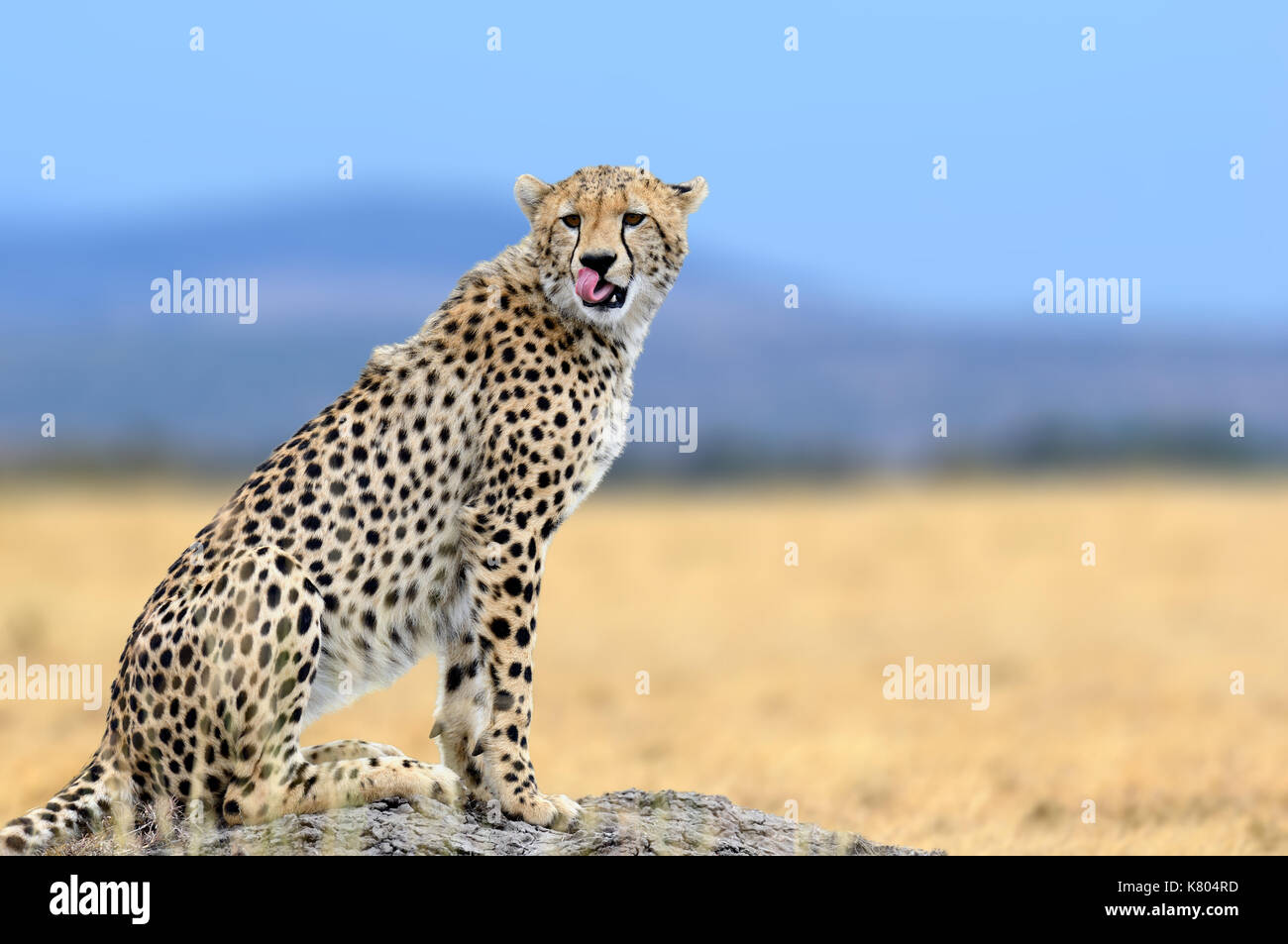 African cheetah, Masai Mara National Park, Kenya, Africa. Cat in nature ...