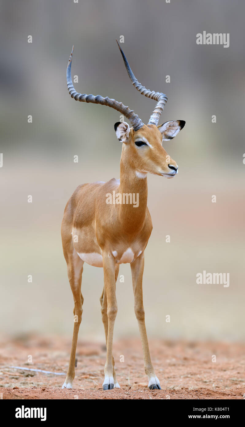 Mature south african impala buck hi-res stock photography and images ...