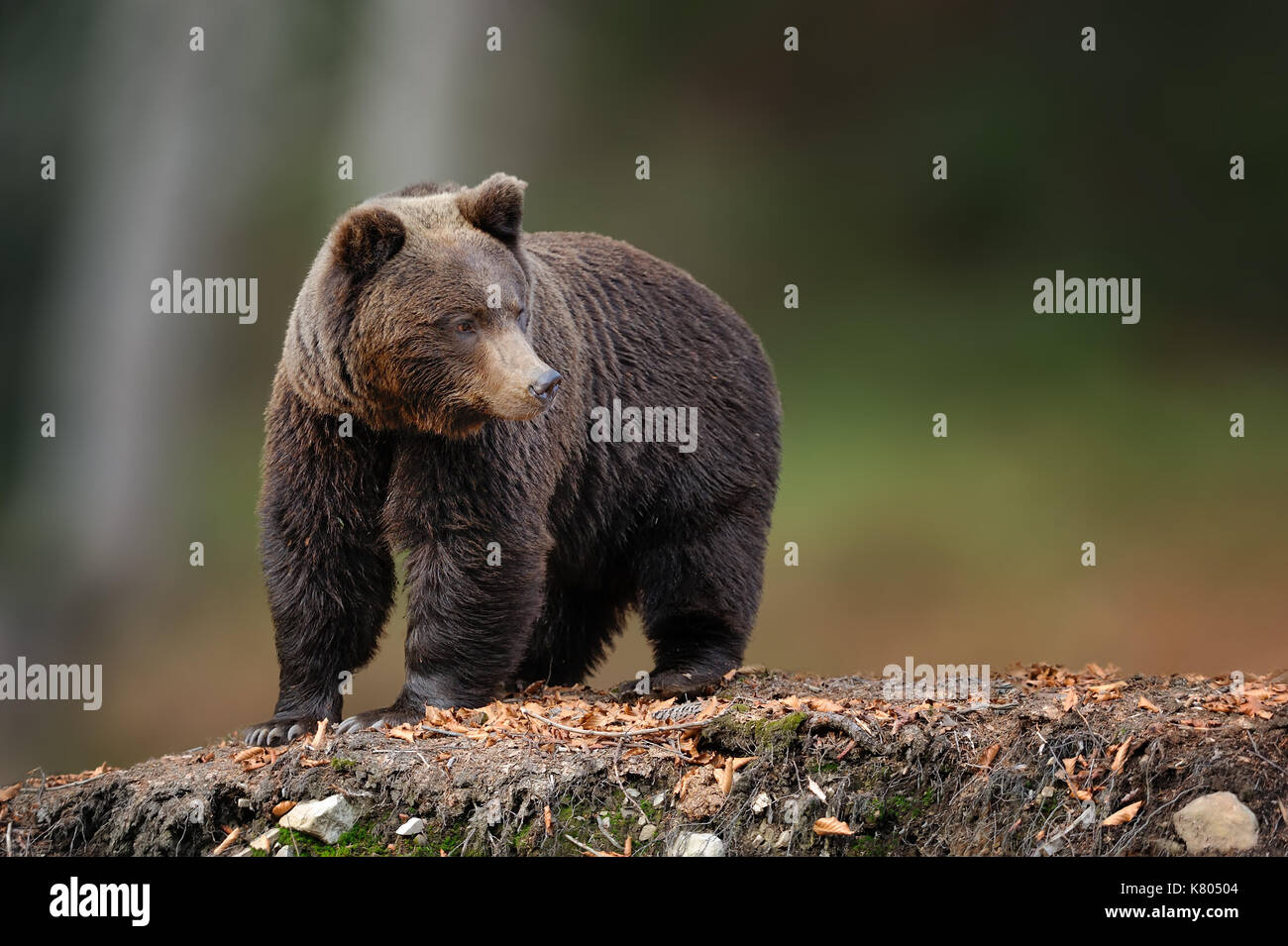 Angry Grizzly Bear Standing High Resolution Stock Photography and ...