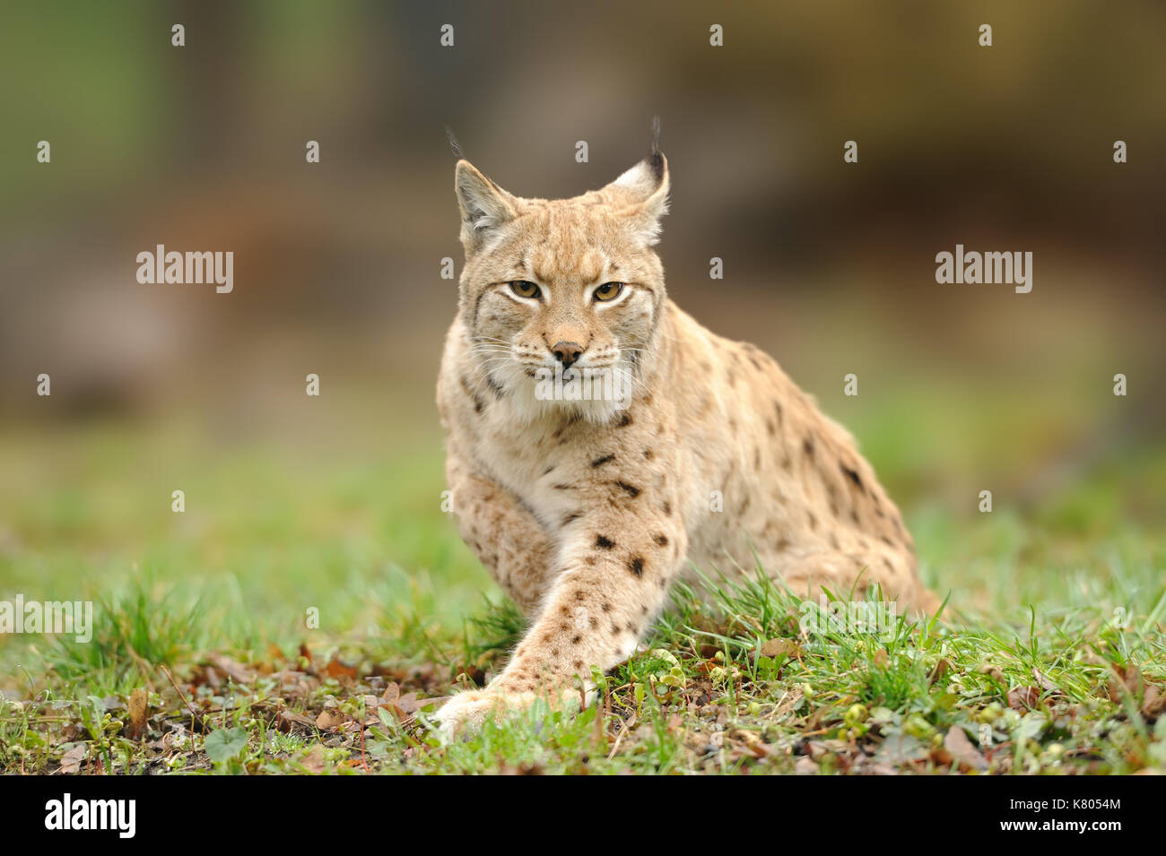 Lynx animal hi-res stock photography and images - Alamy