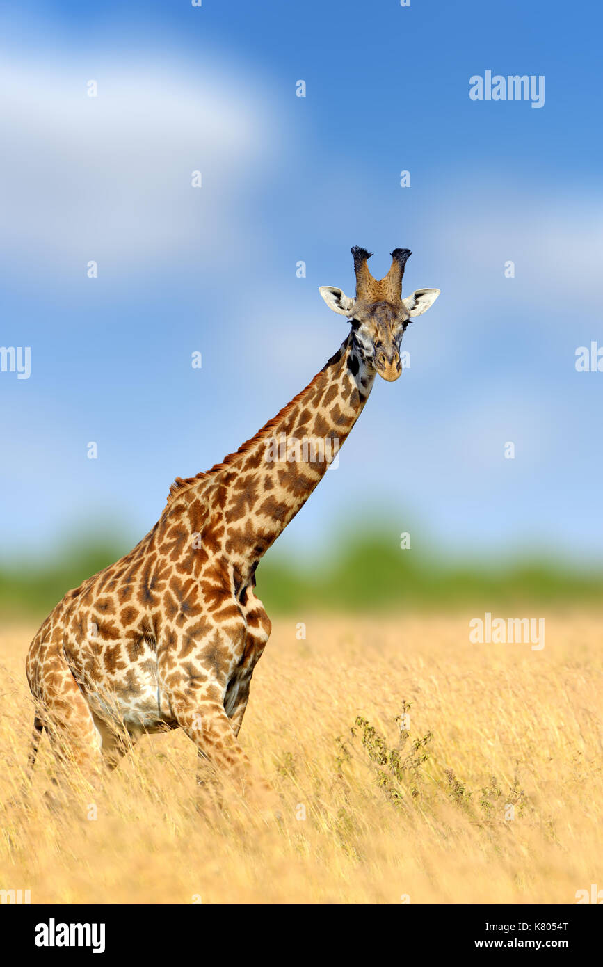 Giraffe in the nature habitat, Kenya, Africa. Wildlife scene from ...
