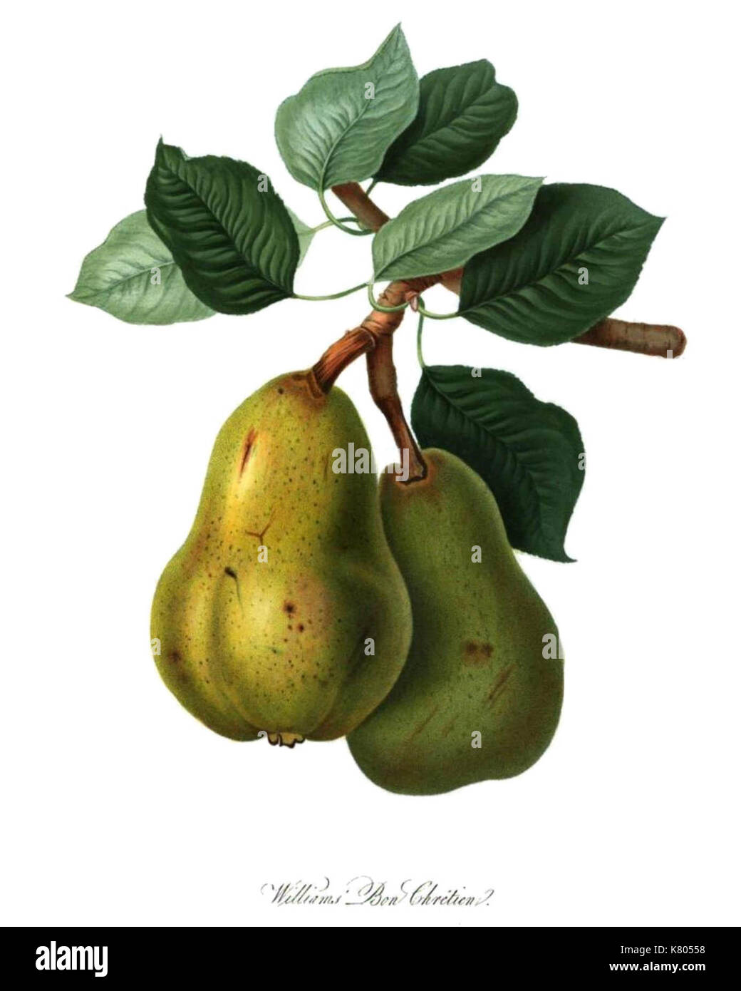 Historic pear hi-res stock photography and images - Alamy