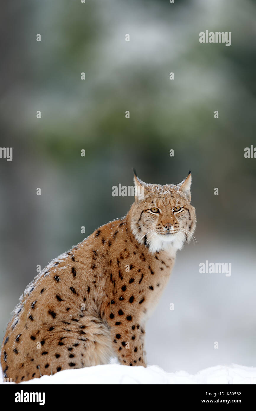 Lynx, Eurasian wild cat walking on forest in background. Beautiful ...