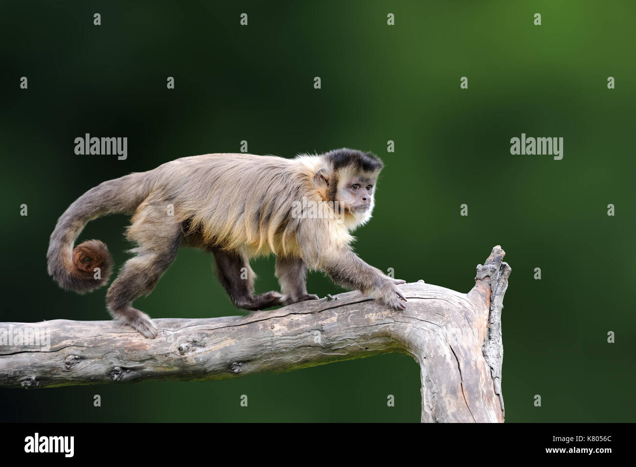 Capuchin monkey sitting on branch hi-res stock photography and images ...