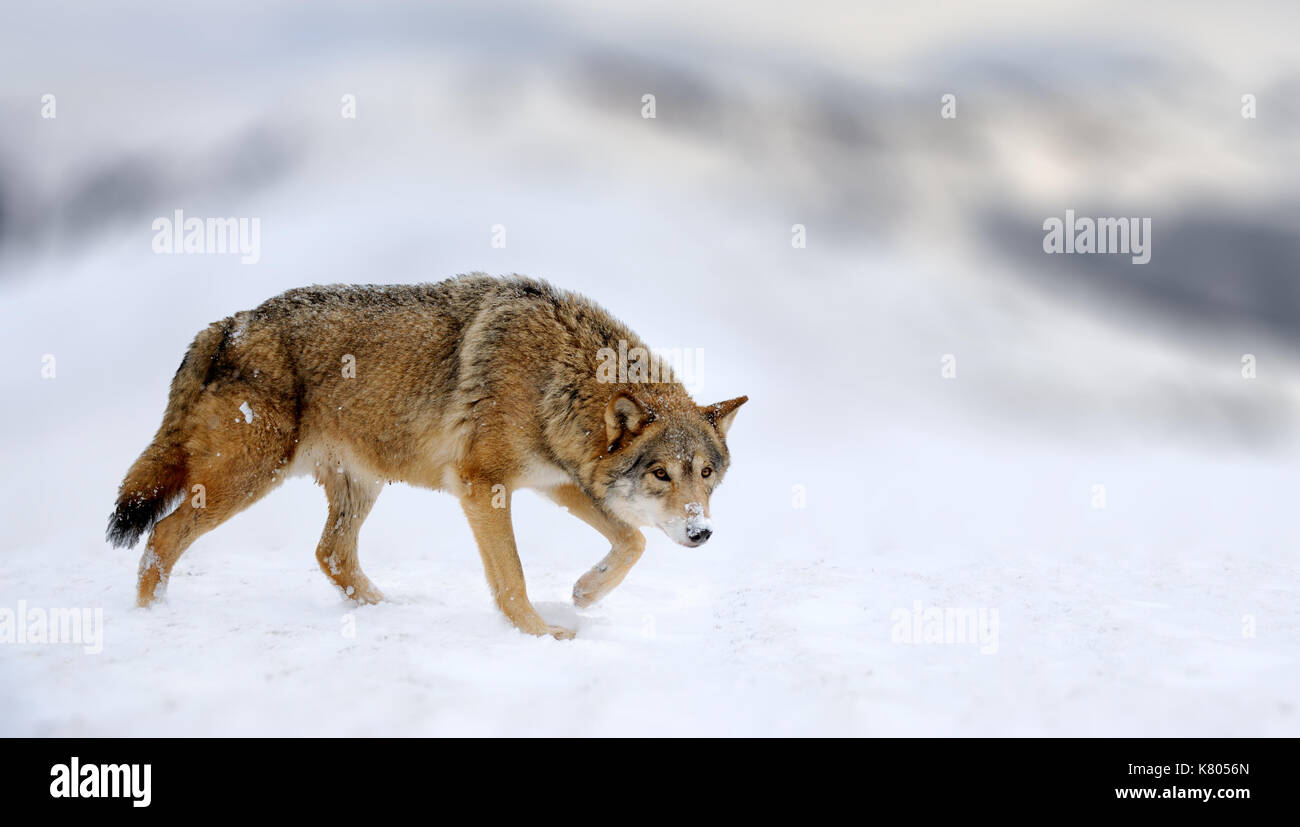 Winter scene with danger wolf animal. Gray wolf, Canis lupus, at white ...