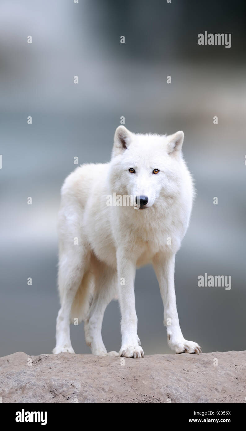 Arctic wolves hi-res stock photography and images - Alamy