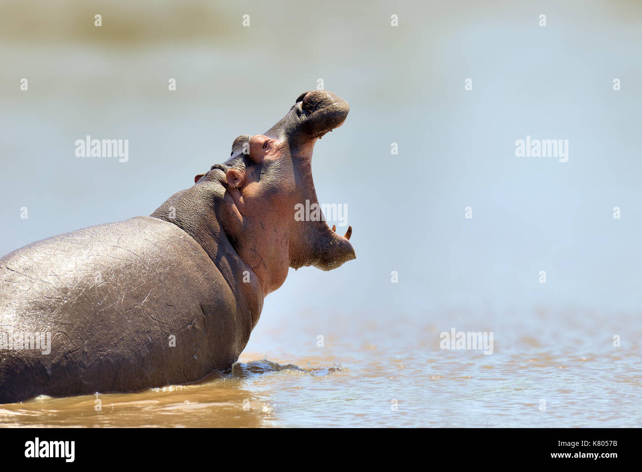 African Hippopotamus. Animal in the nature water habitat. Kenya, Africa ...