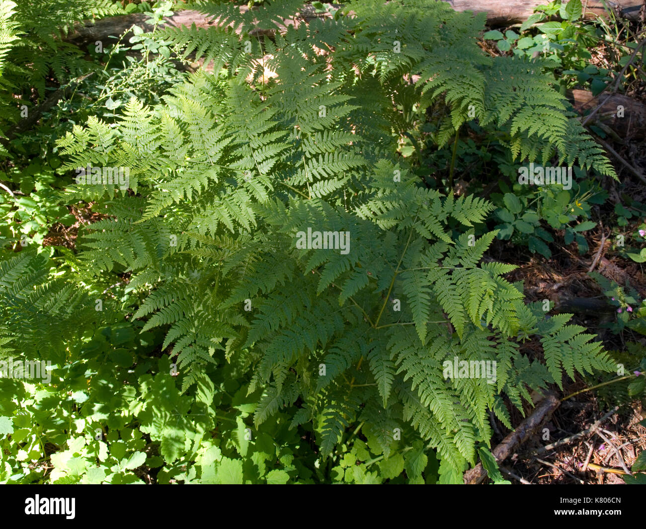 Fern in the forest Stock Photo - Alamy