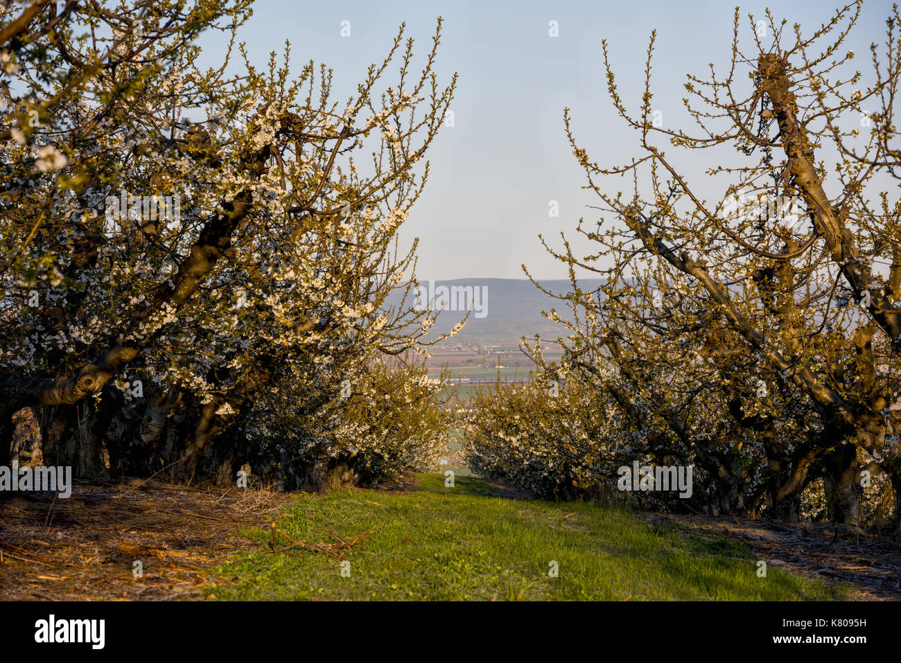 Large orchard hi-res stock photography and images - Alamy
