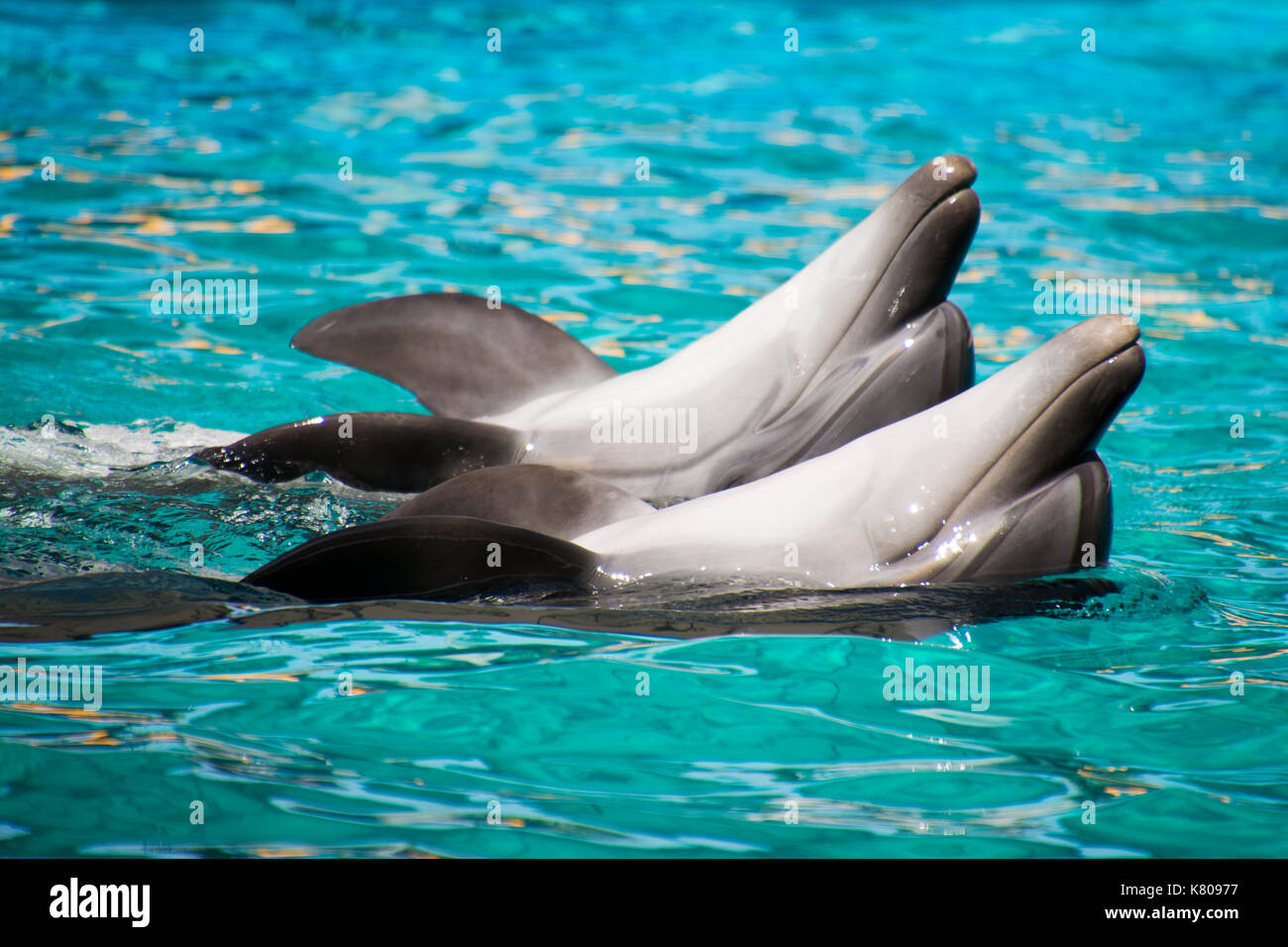 Dolphins swimming on their backs Stock Photo - Alamy