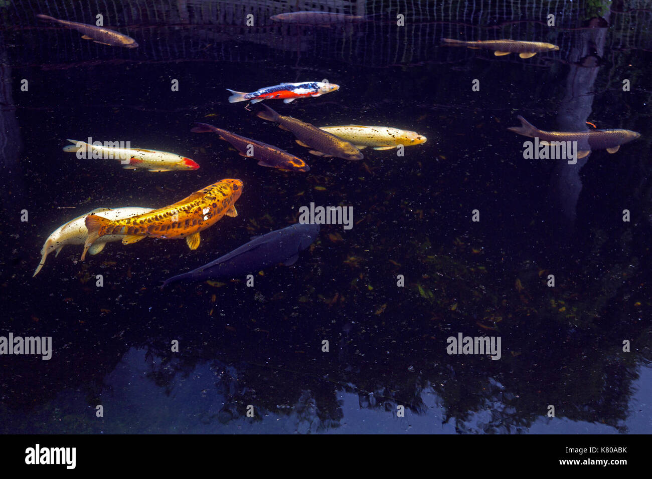 Coy carp in a pond at Castle Hill House and Gardens, near Filleigh ...