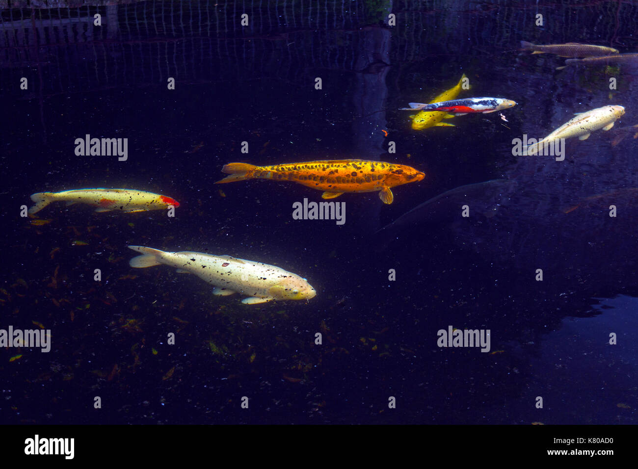 Coy carp in a pond at Castle Hill House and Gardens, near Filleigh ...