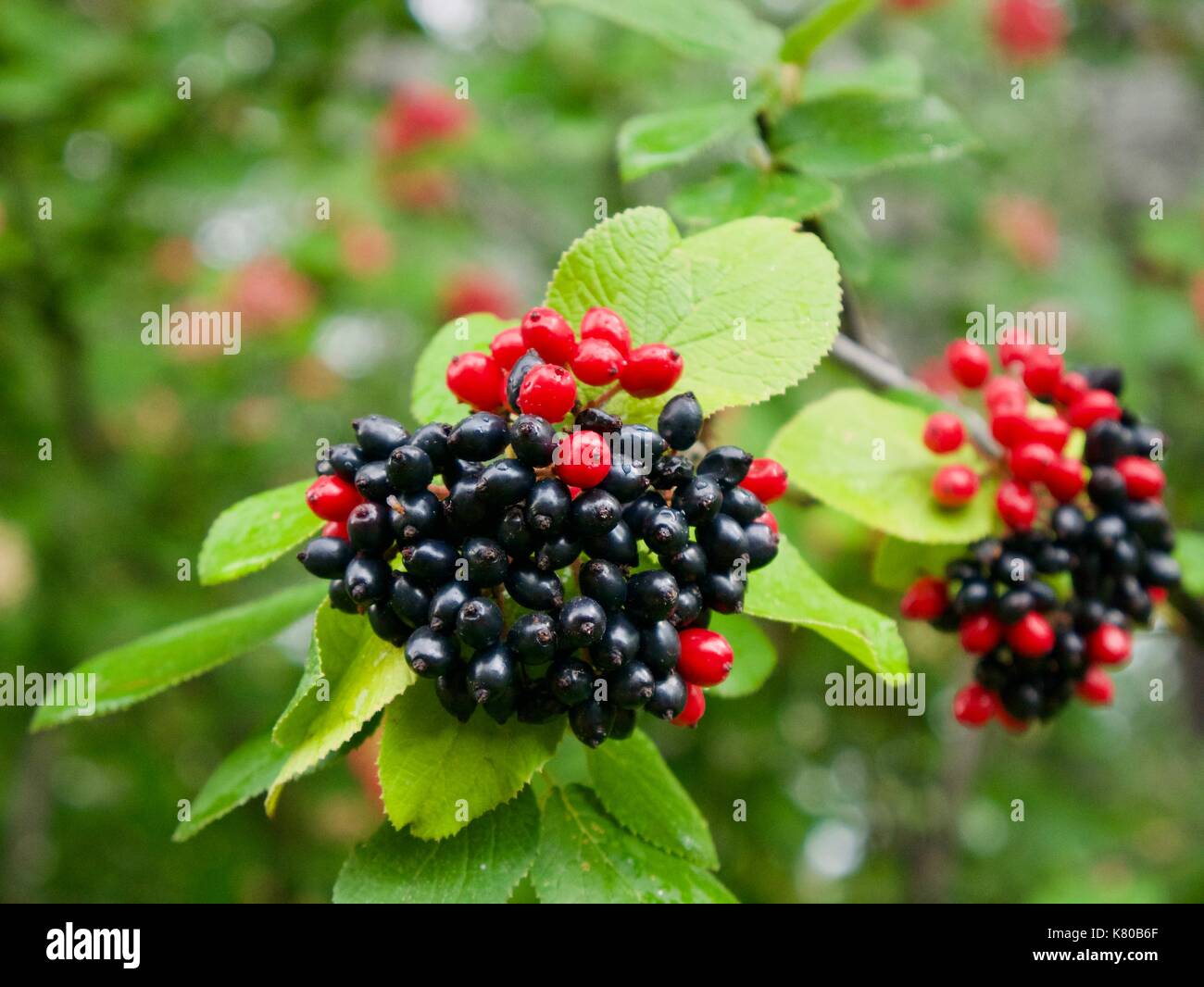 Wild berries in nature hi-res stock photography and images - Alamy