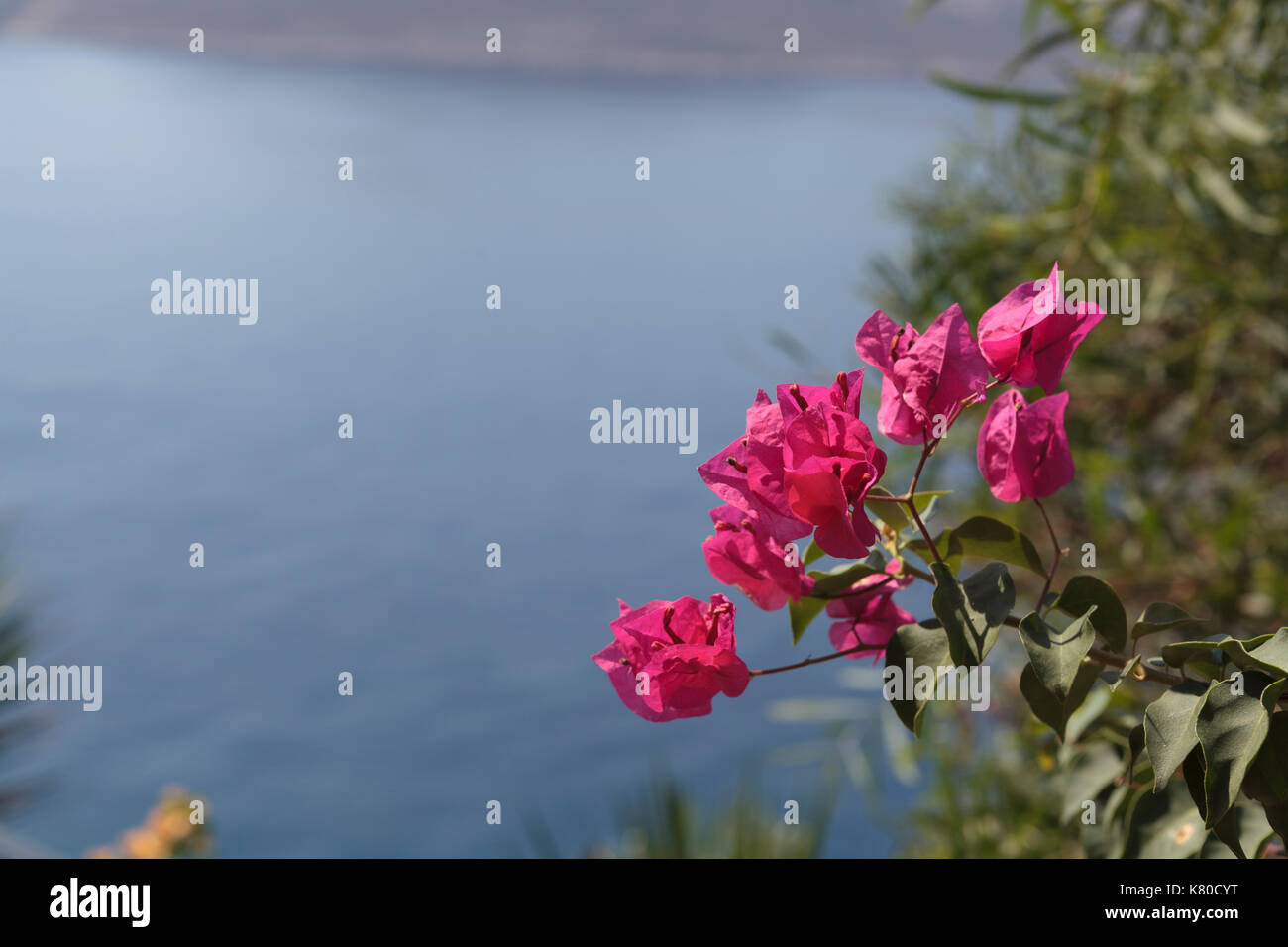 Bougainvillea turkey hi-res stock photography and images - Alamy