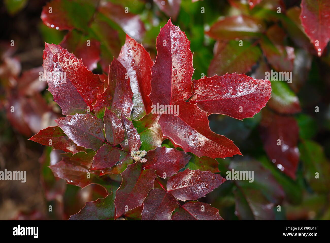 dark red leaves from a bush Stock Photo - Alamy