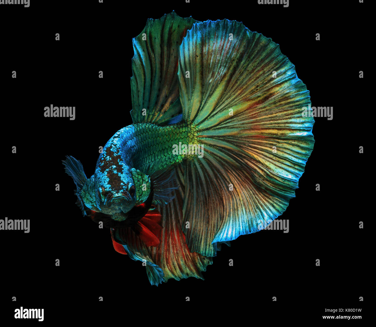 Fine art concept close up beautiful movement of "Half moon" Betta fish ...