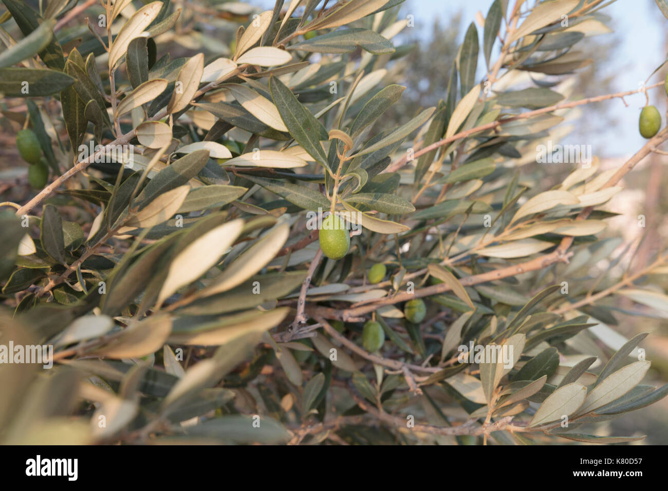 Tree turkey hi-res stock photography and images - Alamy
