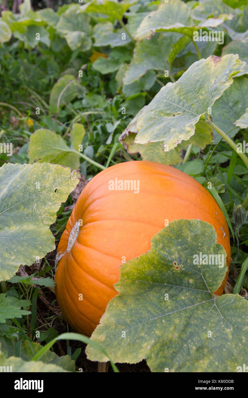 Orange vegetable image hi-res stock photography and images - Alamy