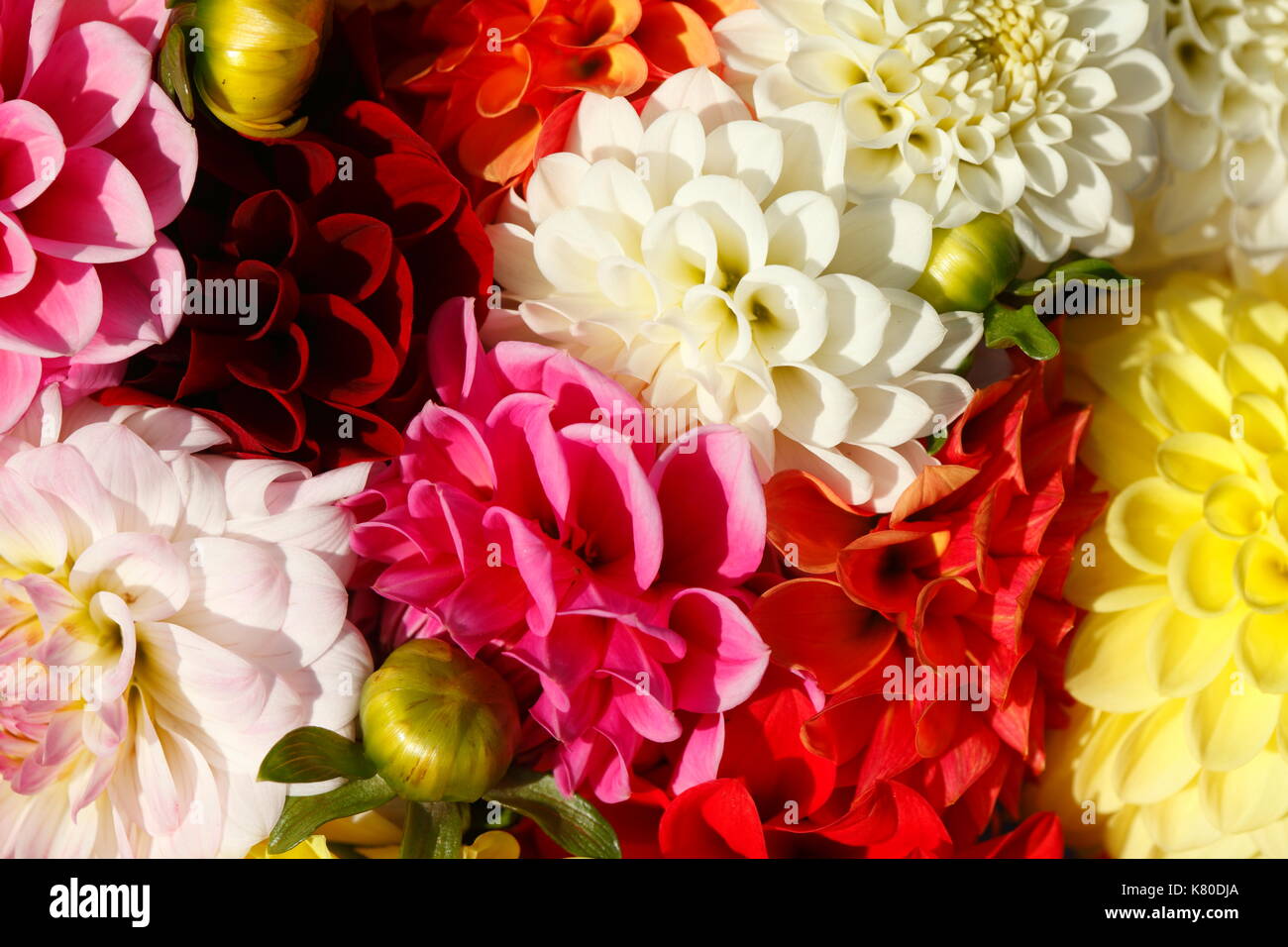 Colorful Dahlias Flowers on a Flower Market Stock Photo - Alamy