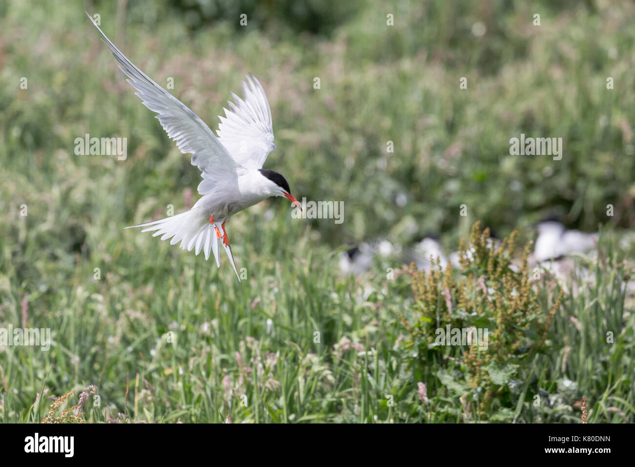 Arctic Tern ( Sterna paradisaea) returning to its young carrying a sand ...